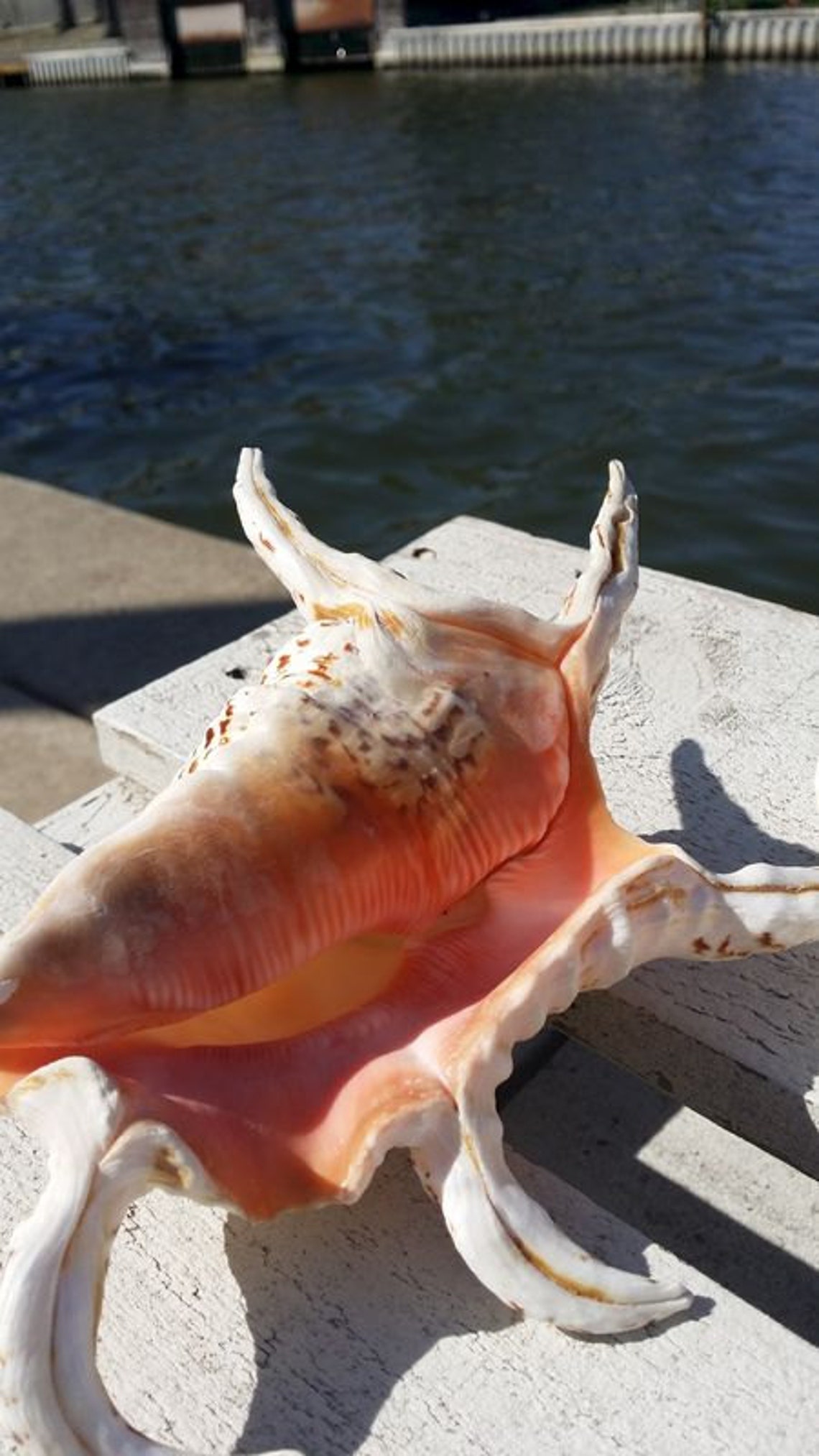 Extra Large Lambis Chiragra Spider Shell 8-11 Spiny - Etsy