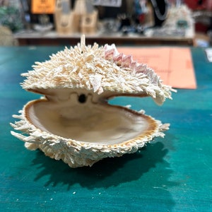 Spondylus Shell Pair Exact Shell Shown - Etsy