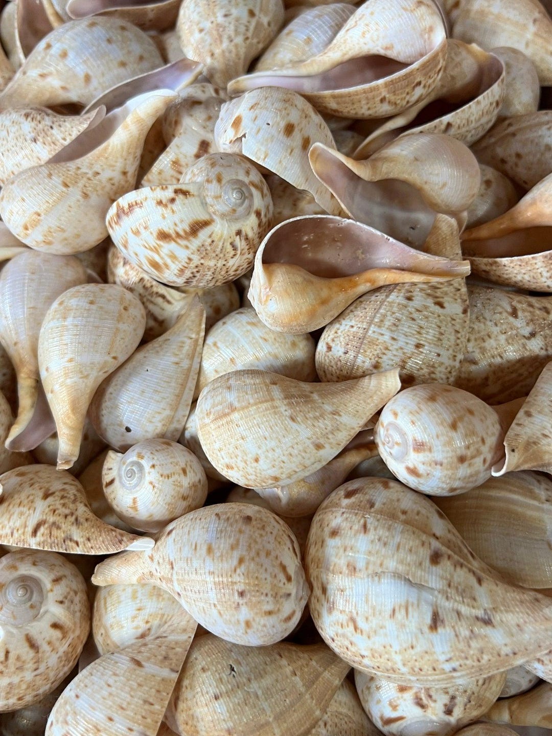 Fig Snail Shells - Etsy