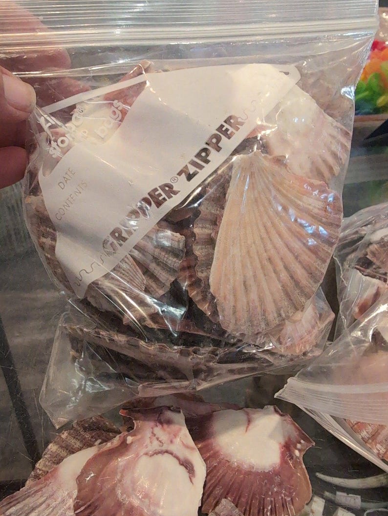 Broken Mexican Flat Scallops- Bulk Bag - Etsy