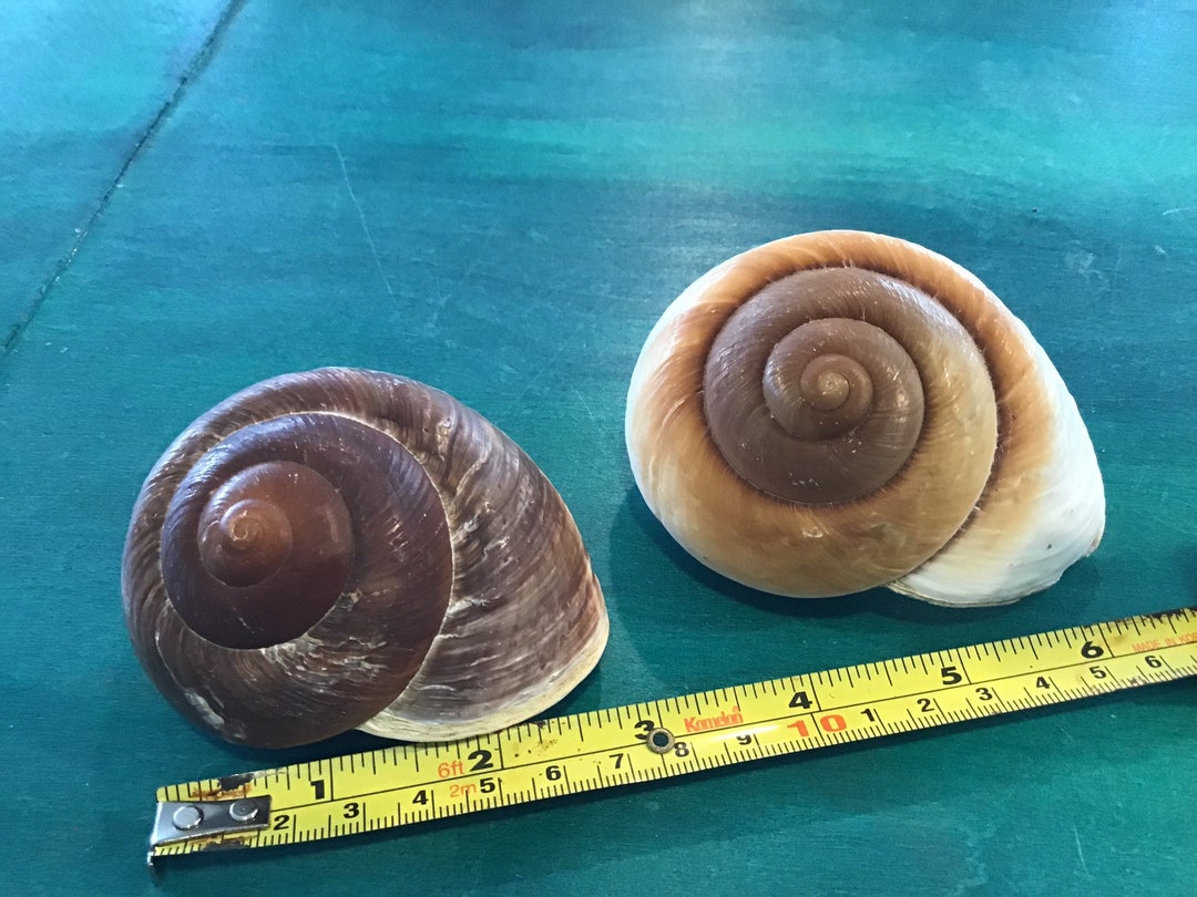 Muffin Shells Large Snail Brown White Snail Seashells - Etsy