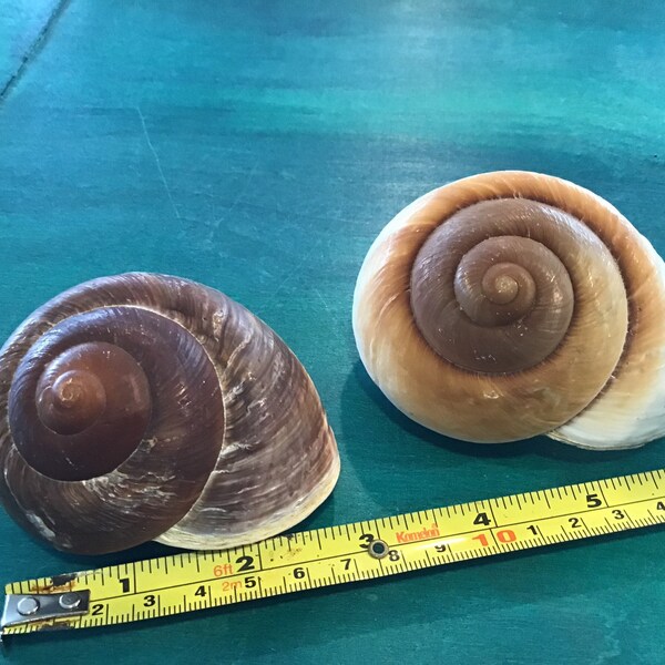 Snail Seashells - Etsy