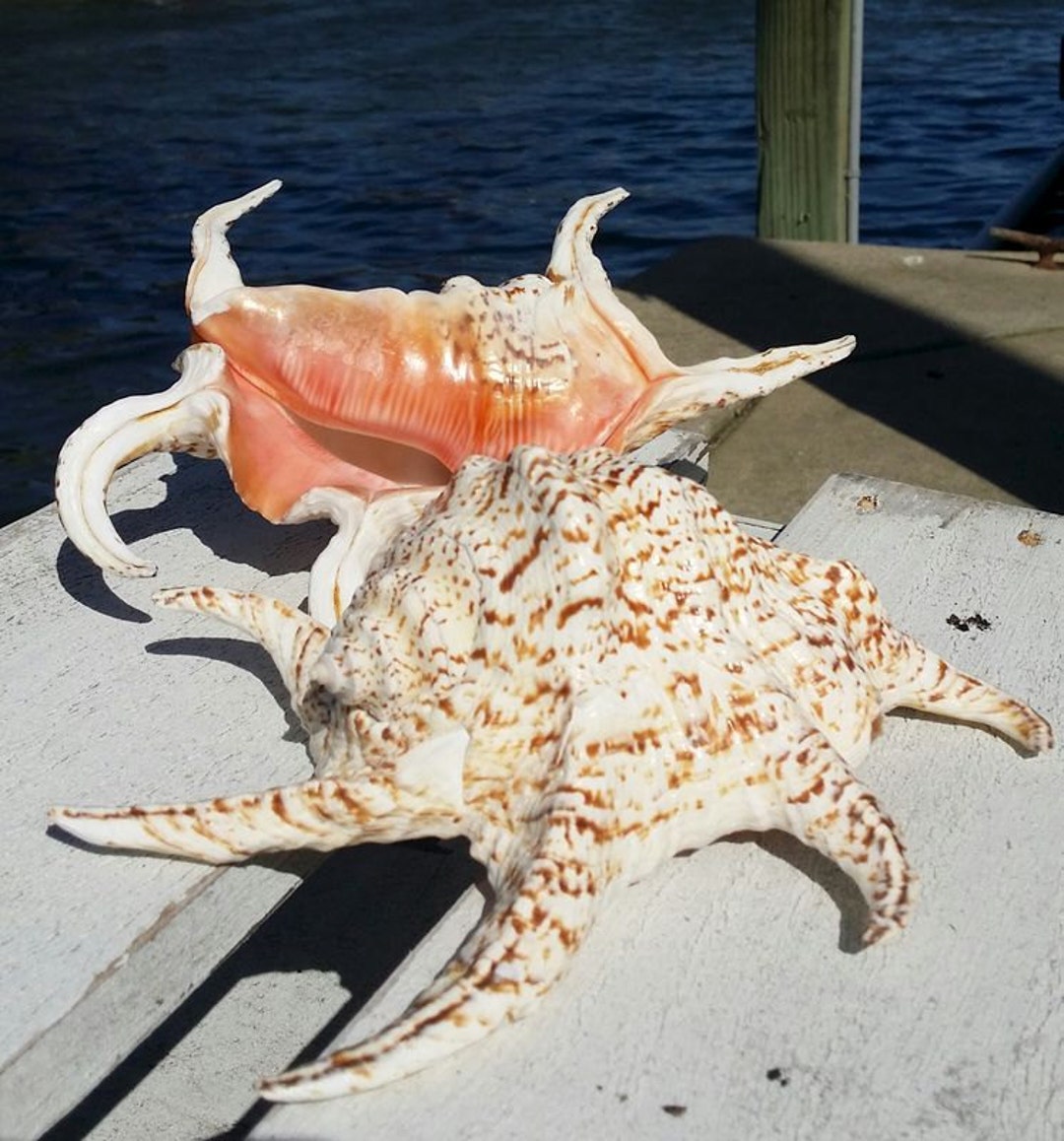 Extra Large Lambis Chiragra Spider Shell 8-11 Spiny - Etsy