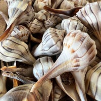 Right Handed Whelk Seashell Knobbed Dark Streaked Busycon Carica (1 ...