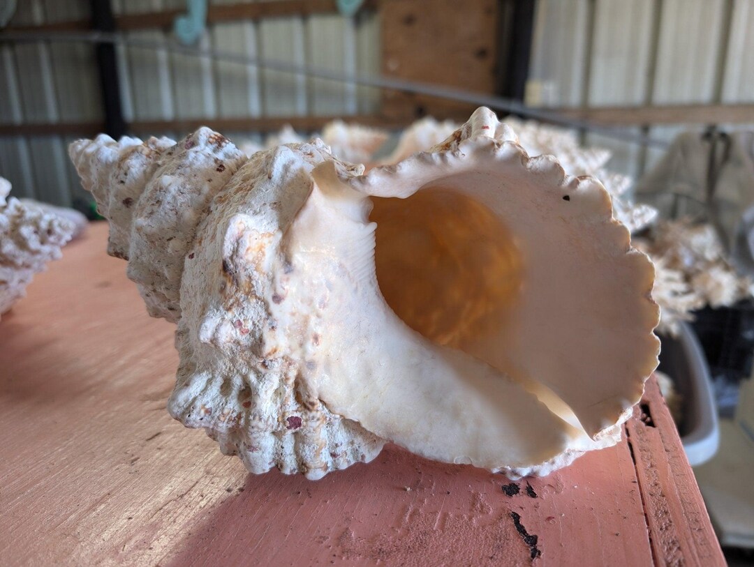 Large Frog Conch Shell 8-11" - Etsy