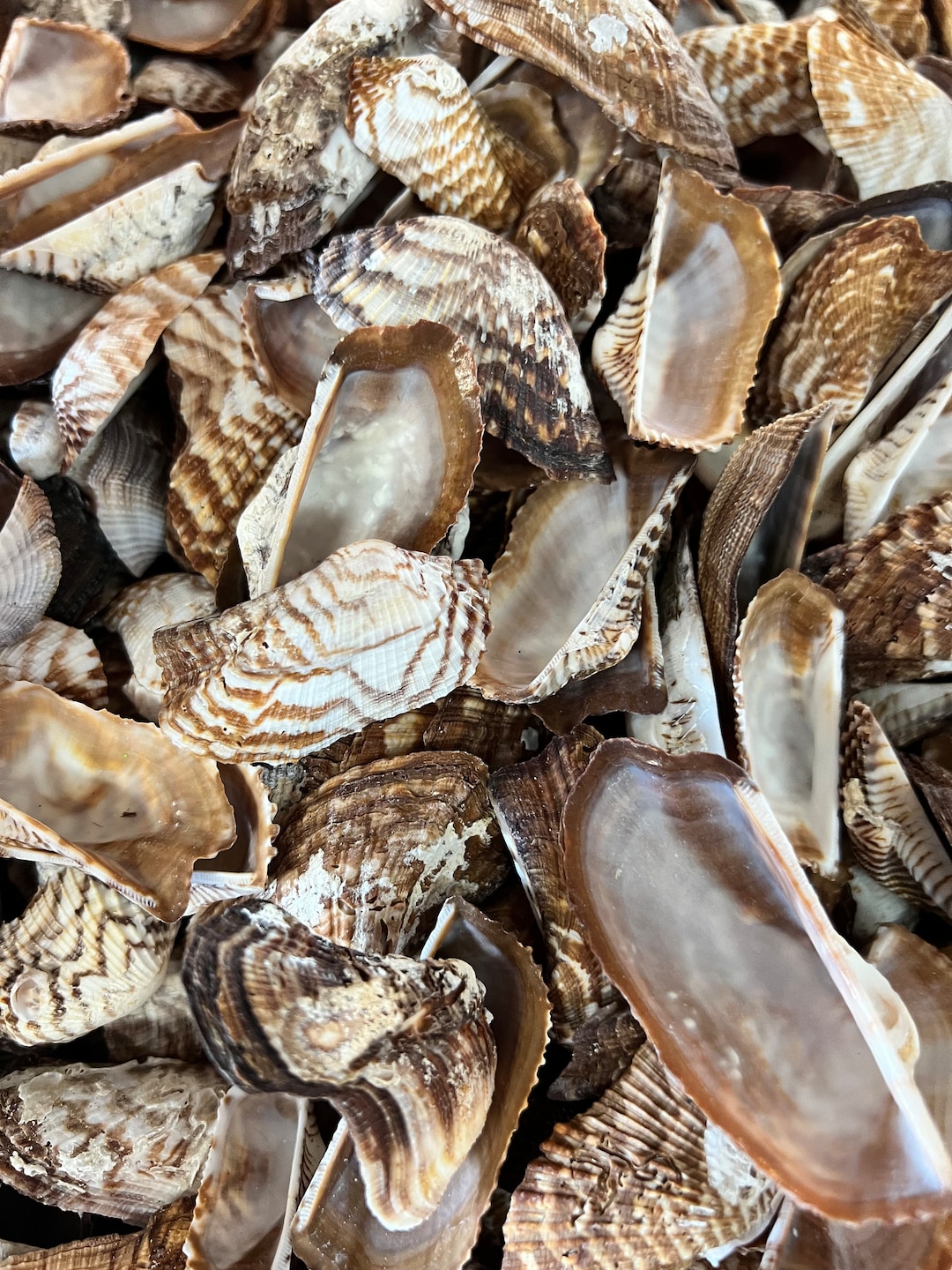 Brown Turkey Wing Seashells Ark Shells Arca Zebra Coastal Decor Beach ...