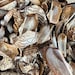 Brown Turkey Wing Seashells Ark Shells Arca Zebra Coastal Decor Beach ...