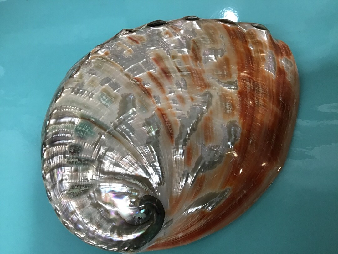 Polished Red Abalone Coastal Home Office Decor Accents Ocean Seashells ...