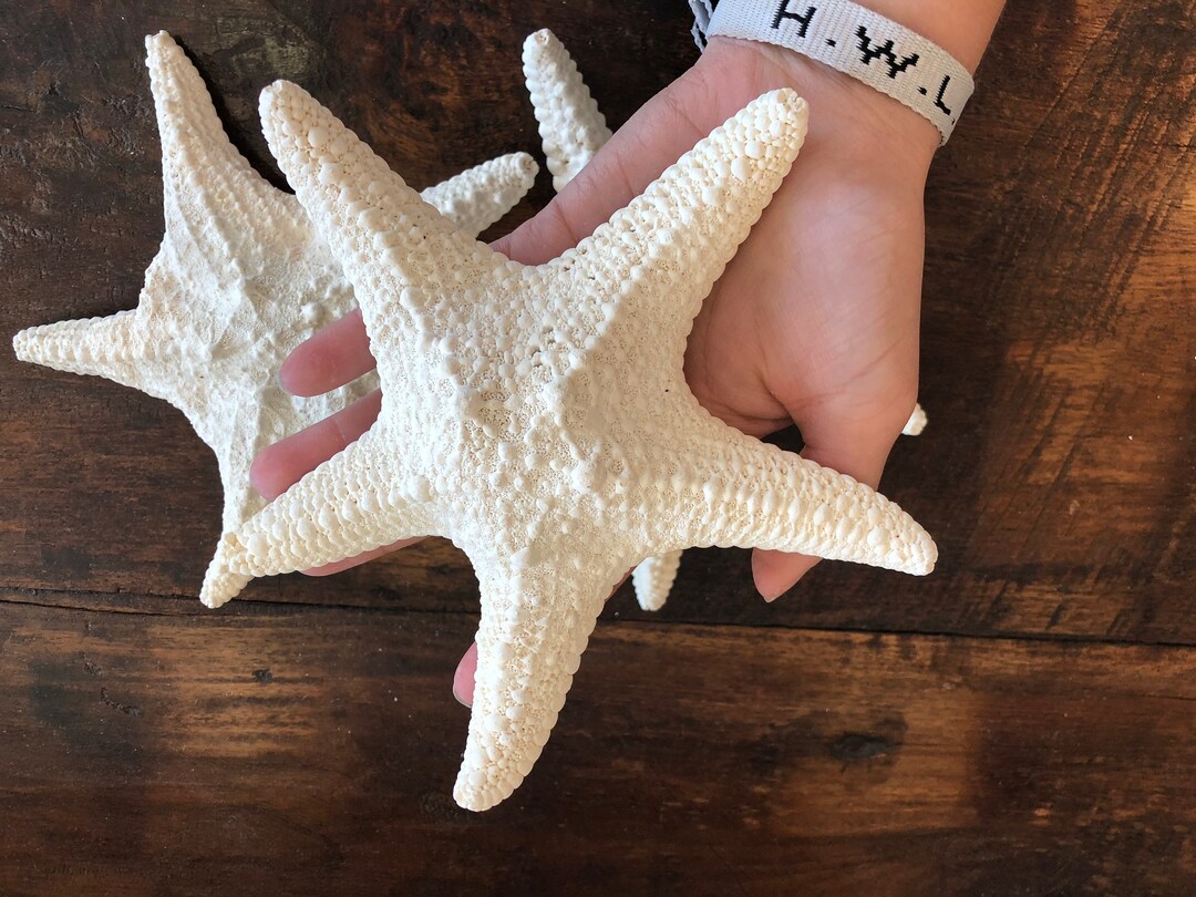 White Ivory Starfish 4-6 Beach Wedding Coastal Home Decor Crafts Jungle ...