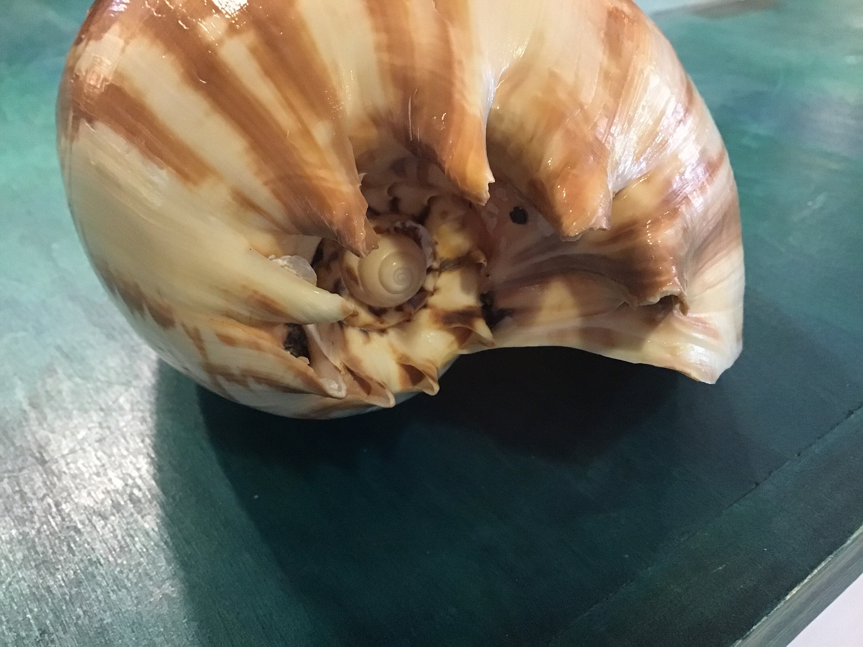 Rocks & Geodes Home & Living RARE Collectors Concave Crown Vintage ...