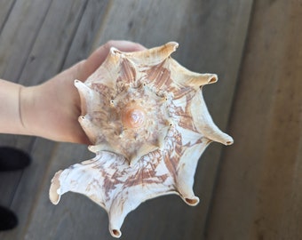Imperial Volute Conch Shell Horn Spikes Unique Large Display Seashell ...