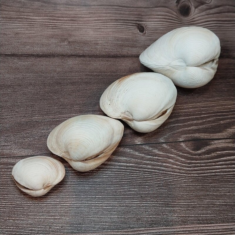 Quahog Shell - Etsy