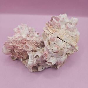 Barnacle With Yellow Jewel Box Shell – Gulf of Mexico (4.6"x3.2") - Etsy