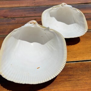 Giant Atlantic Heart Cockle Shell Pair - Etsy