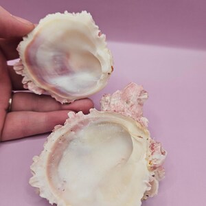 Barnacle With Yellow Jewel Box Shell Gulf of Mexico 3.1x2.6 - Etsy