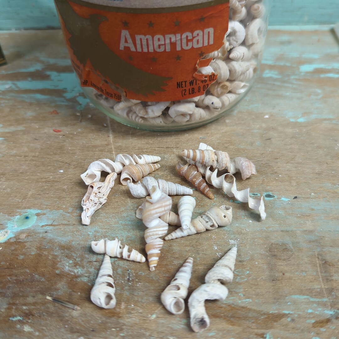 Vintage Tube Worm Shells Old Collection Collector Sea Shells Seashells ...