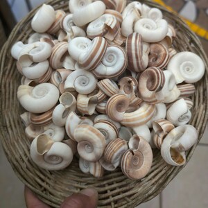 Rams Horn Snail Shells - Etsy