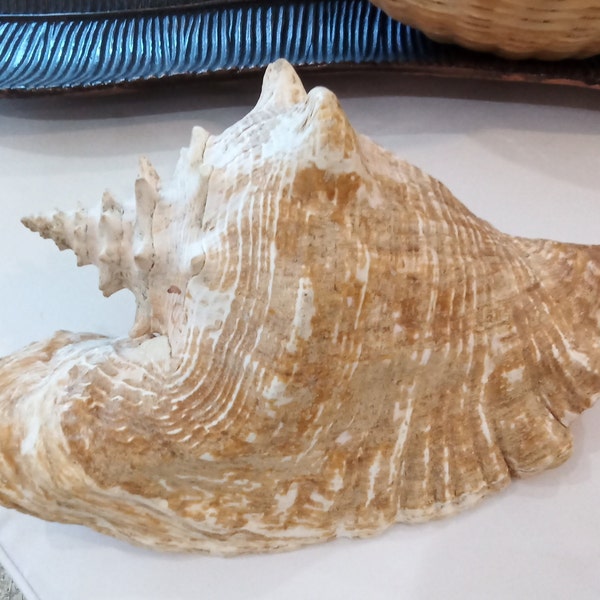 Conch Seashell - Etsy