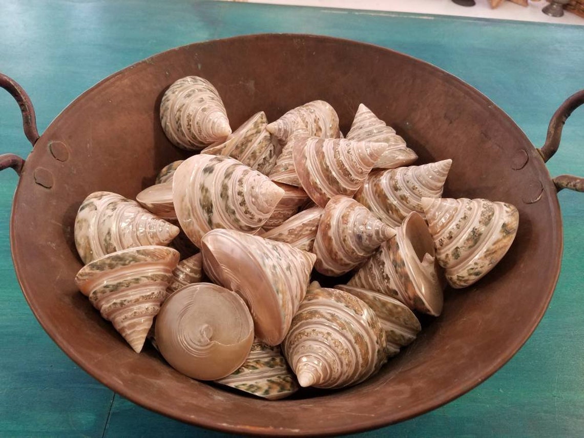 Spiral Cut Large Pearl Green Trochus Spiral Top White Red Cone | Etsy