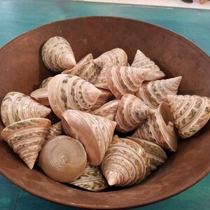 Spiral Cut Large Pearl Green Trochus Spiral Top White Red Cone ...