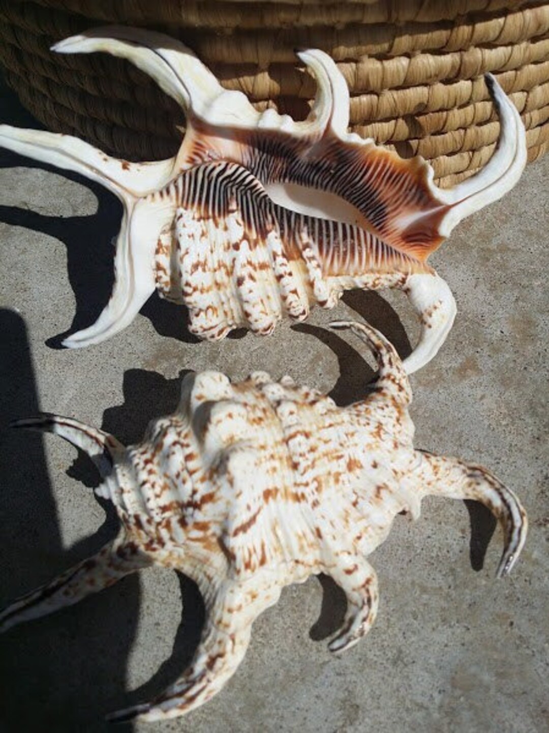 Rugosa Spider Conch Sea Shell Arthritic Spiny Seashells Mollusks Spiked ...