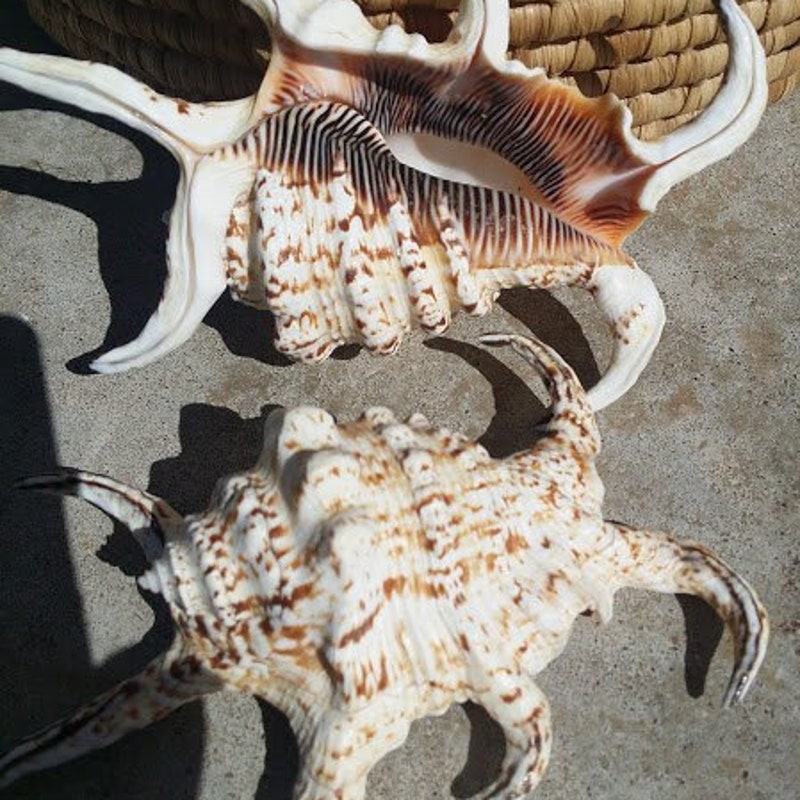 Spiky Spiked Shell - Etsy