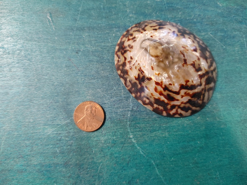 Polished Owl Limpet Shells Seashells Approx 2" Ivory Brown Natural ...