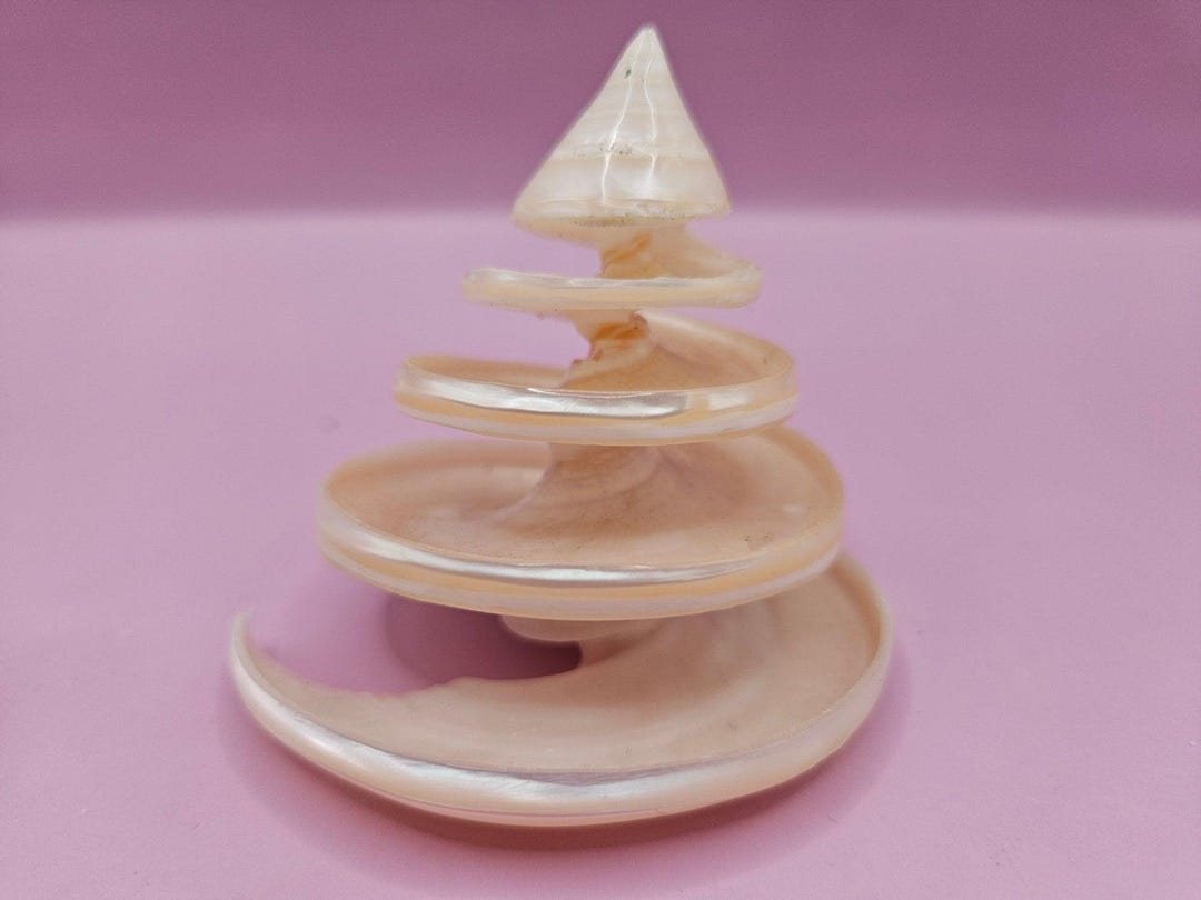 Spiral Cut Natural Pearl Trochus Shell – Approx 2.5-3" Unique Nautical ...