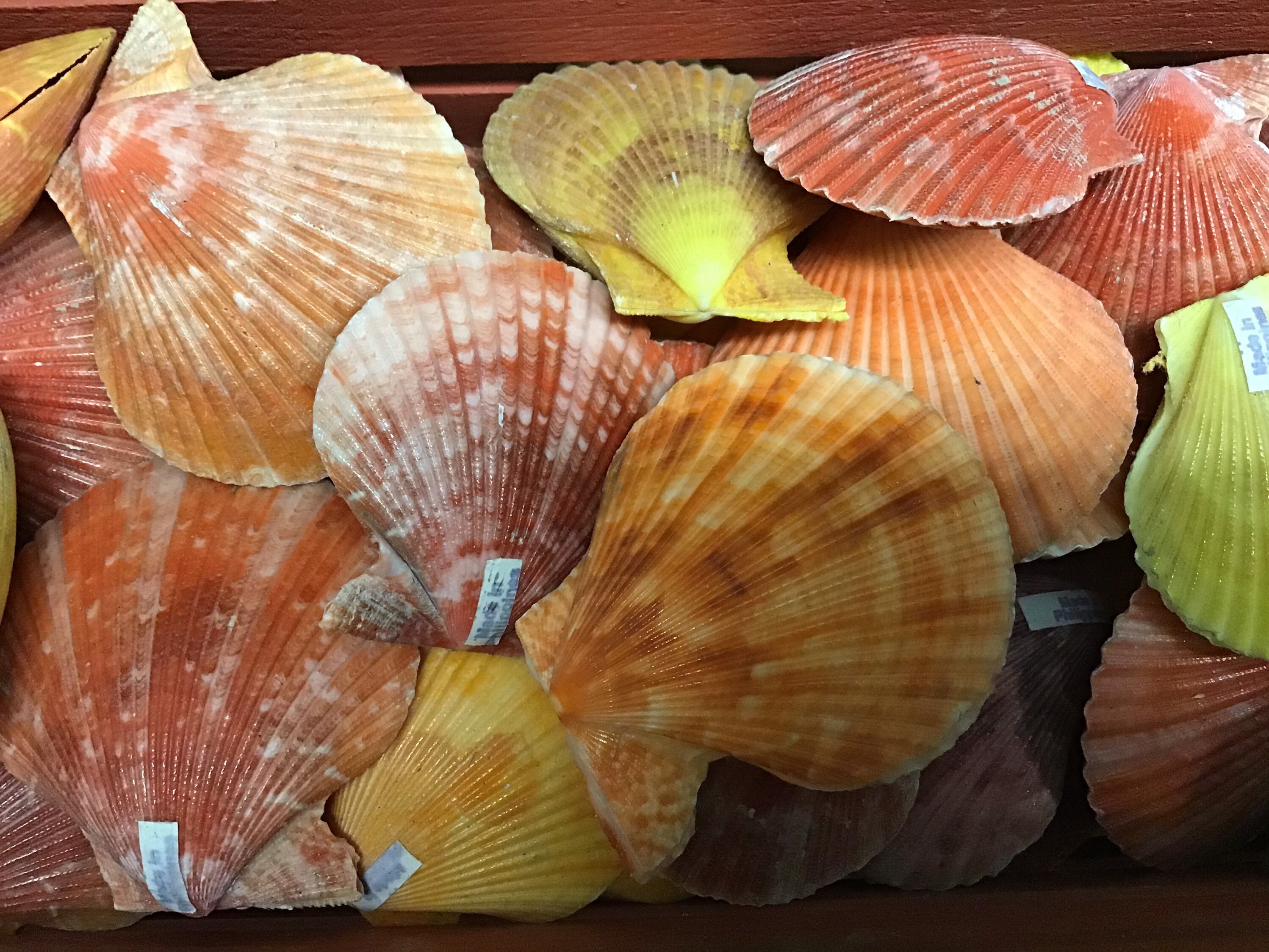 Bright Tropical Scallop Pectin Nobilis Pairs Shells Seashells | Etsy