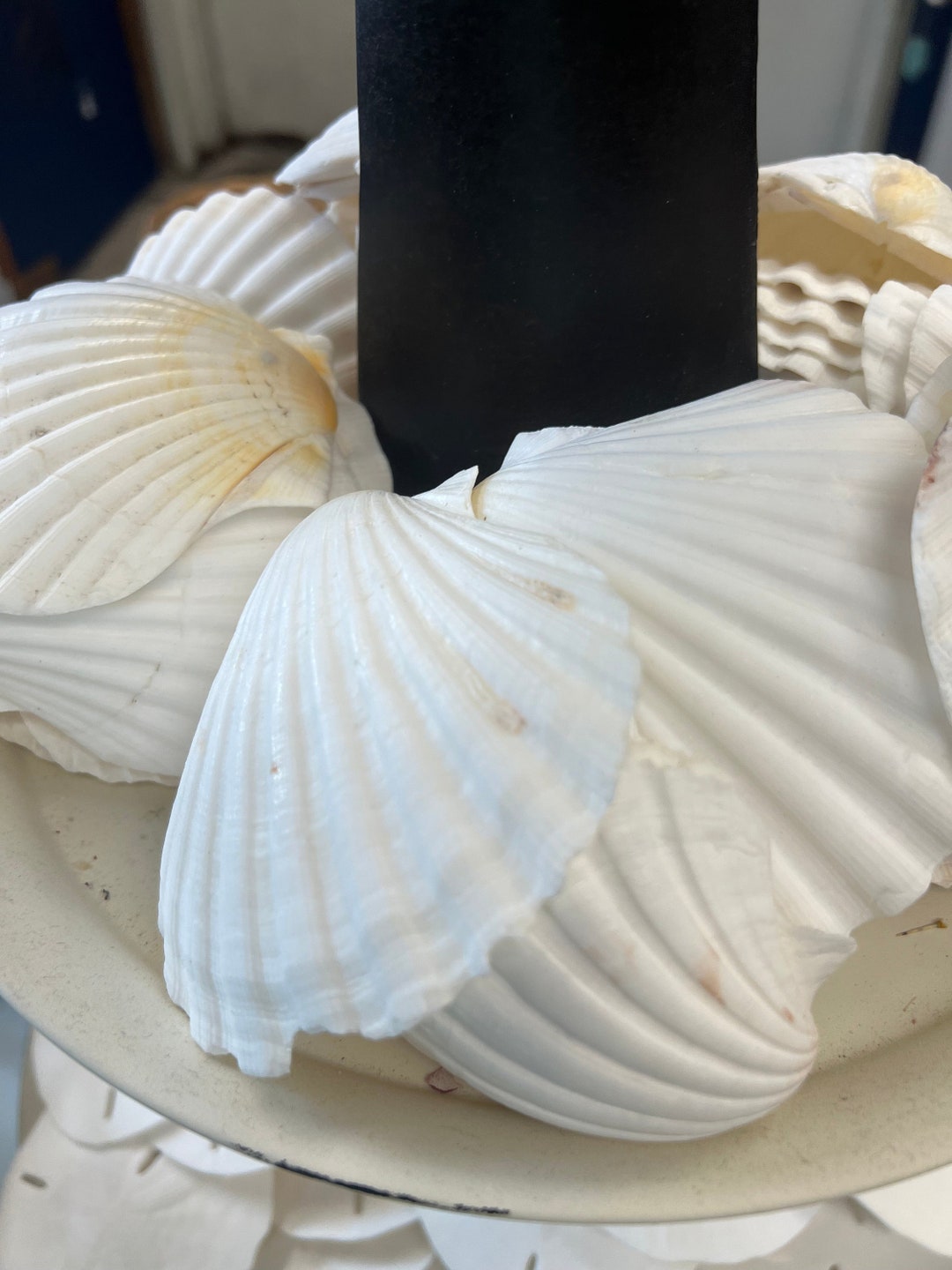 White Baking Scallop Shells - Etsy