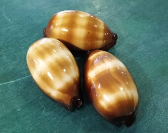 Home & Living Taxidermy & Curiosities Japanese Wonder Shell Miraculous ...