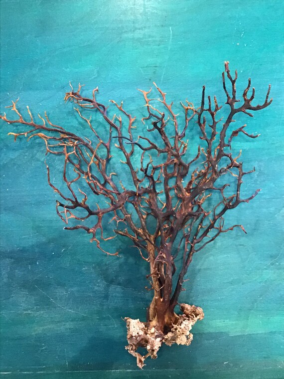 Dried Sea Fan