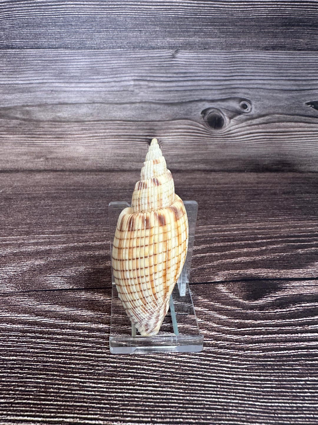 Lyria Kurodai Volute Shell 3.2 - Etsy