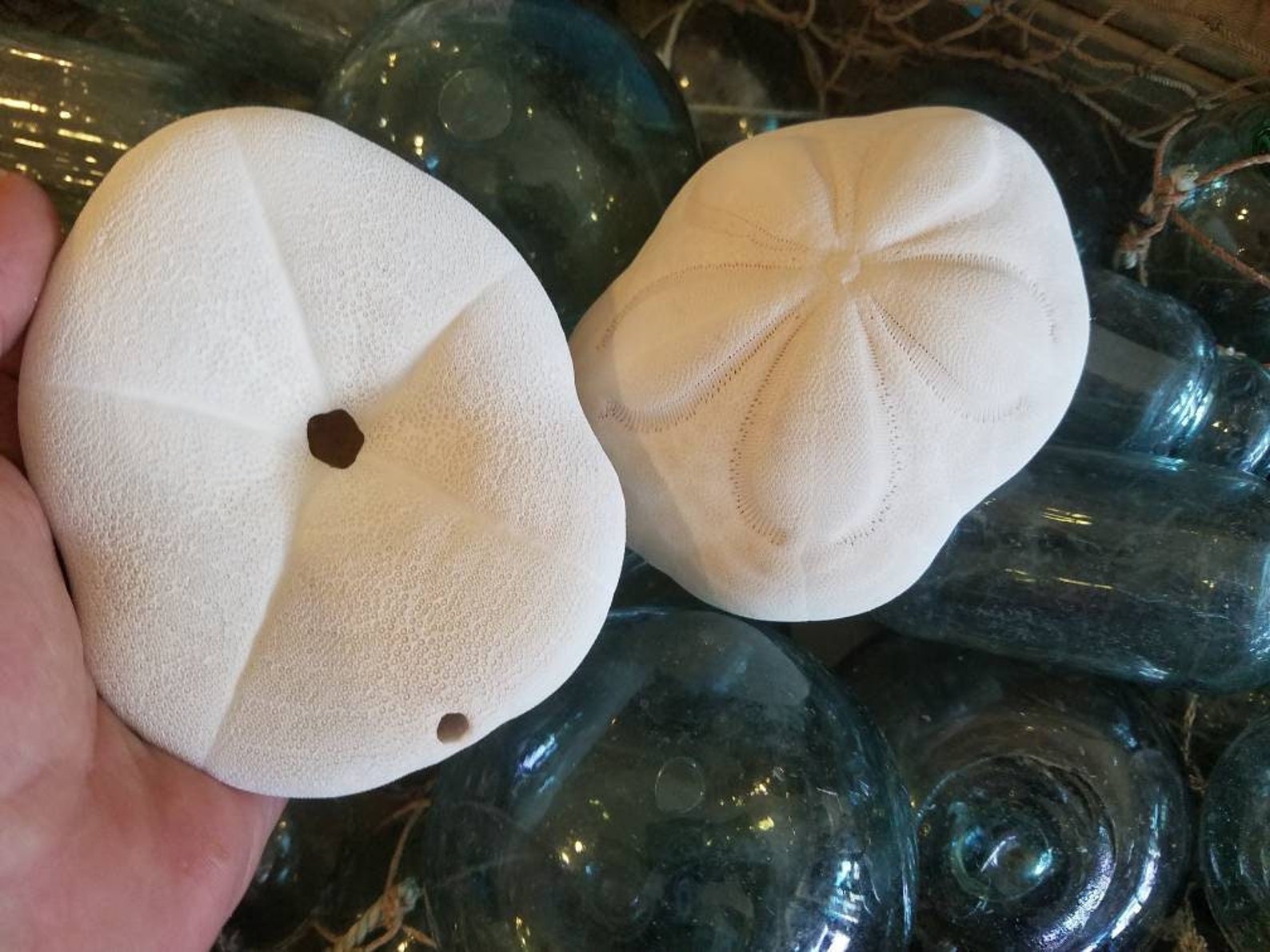 Large Natural Sea Biscuit Chunky Puffer Sand Dollar Star - Etsy