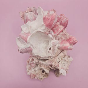 Barnacle With Yellow Jewel Box Shell – Gulf of Mexico (4.6"x3") - Etsy