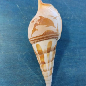Beach Carved Tibia Shells Jewelry Shadowbox Frames Mirrors Long Pointed ...