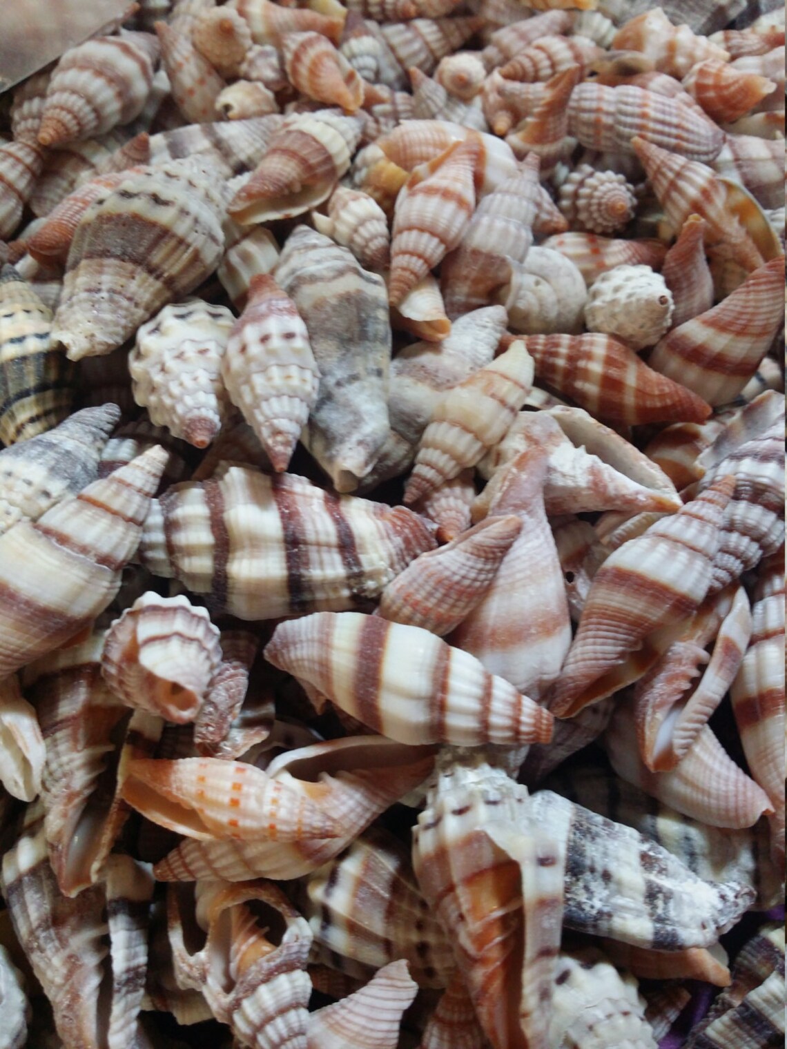 Mixed Bulk Mitra Miter Mitre Shells Pointed Spiral Topped Top Seashells ...