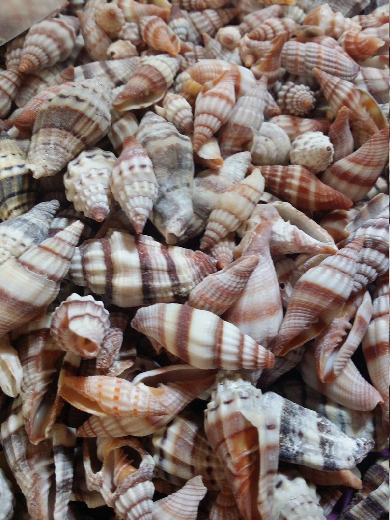 Mixed Bulk Mitra Miter Mitre Shells Pointed Spiral Topped Top Seashells ...