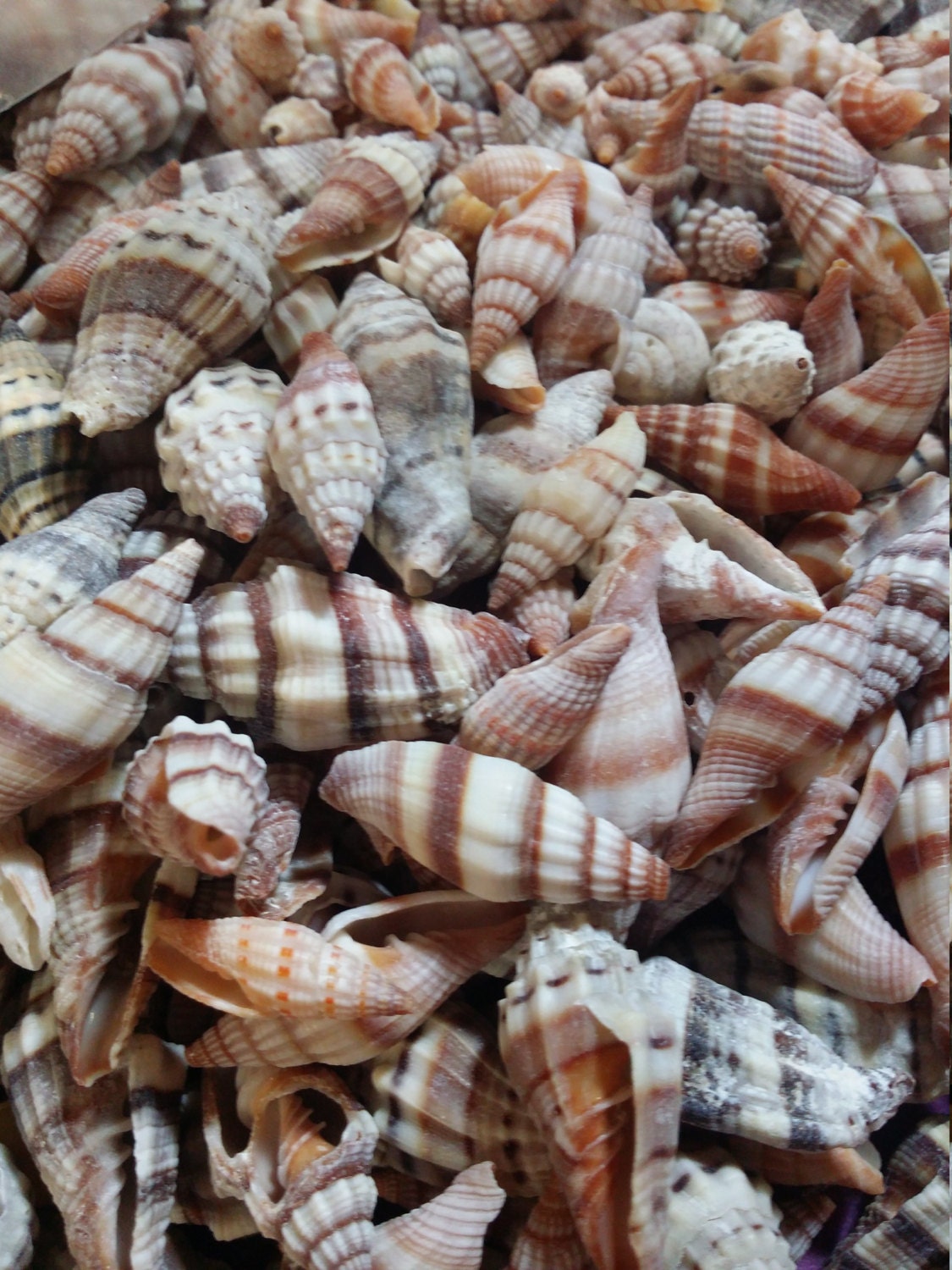 Mixed Bulk Mitra Miter Mitre Shells Pointed Spiral Topped Top Seashells ...