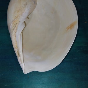 Extra Large Umbilicate Baler Melo Shell 13' Exact Shown - Etsy