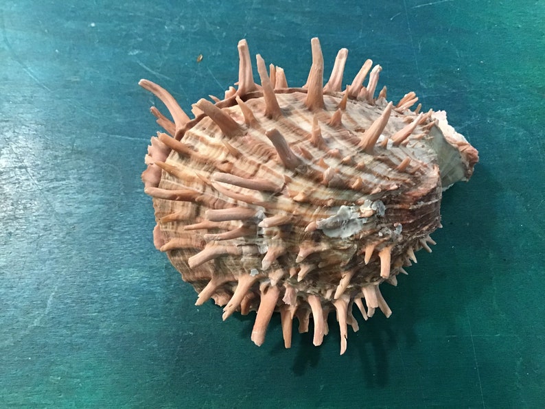 Vintage Spondylus Spiny Oyster Clam 4.5 Seashell Shell - Etsy