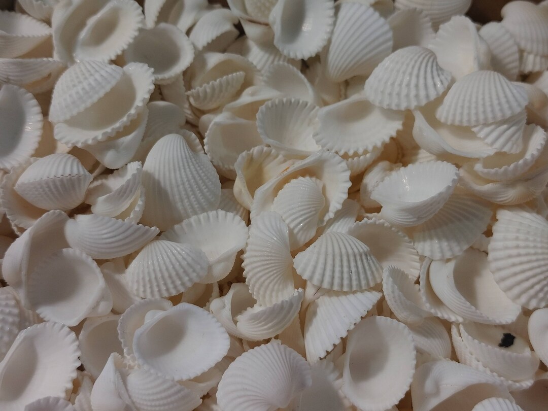 Miniature Small White Ribbed Cockle Shells Tiny Mix Various Clam ...