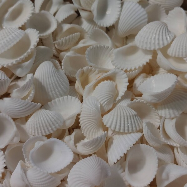 Tiny White Shells - Etsy