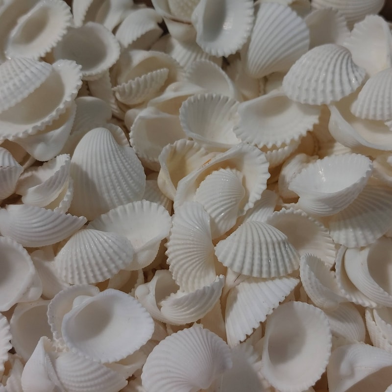 Tiny White Shells - Etsy