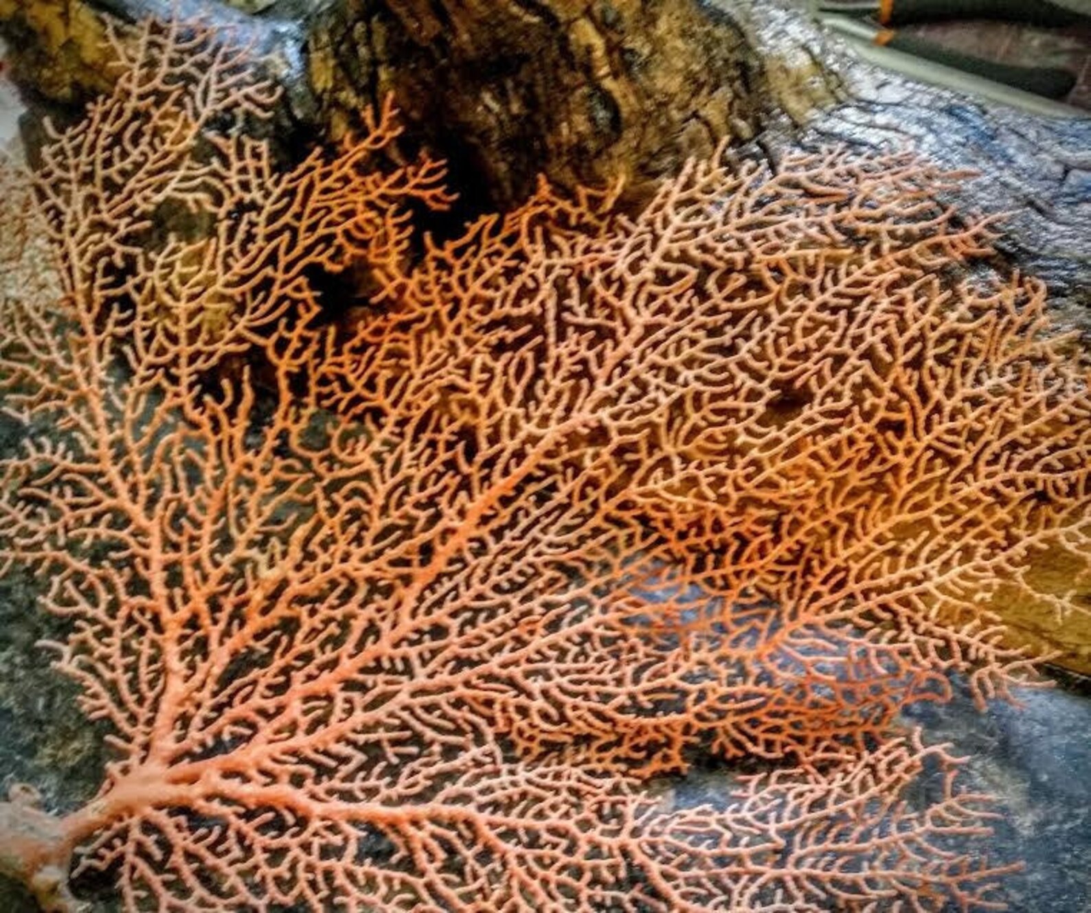 Dried Sea Fan Coral Seafan Multiple Sizes Natural Color Rust - Etsy
