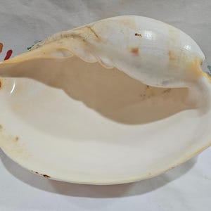 Extra Large Umbilicate Baler Melon Shell 12.5" - Etsy