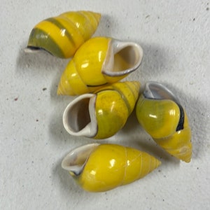 Bright Yellow Striped Land Snail Shells Fun Bright Fairy Garden ...