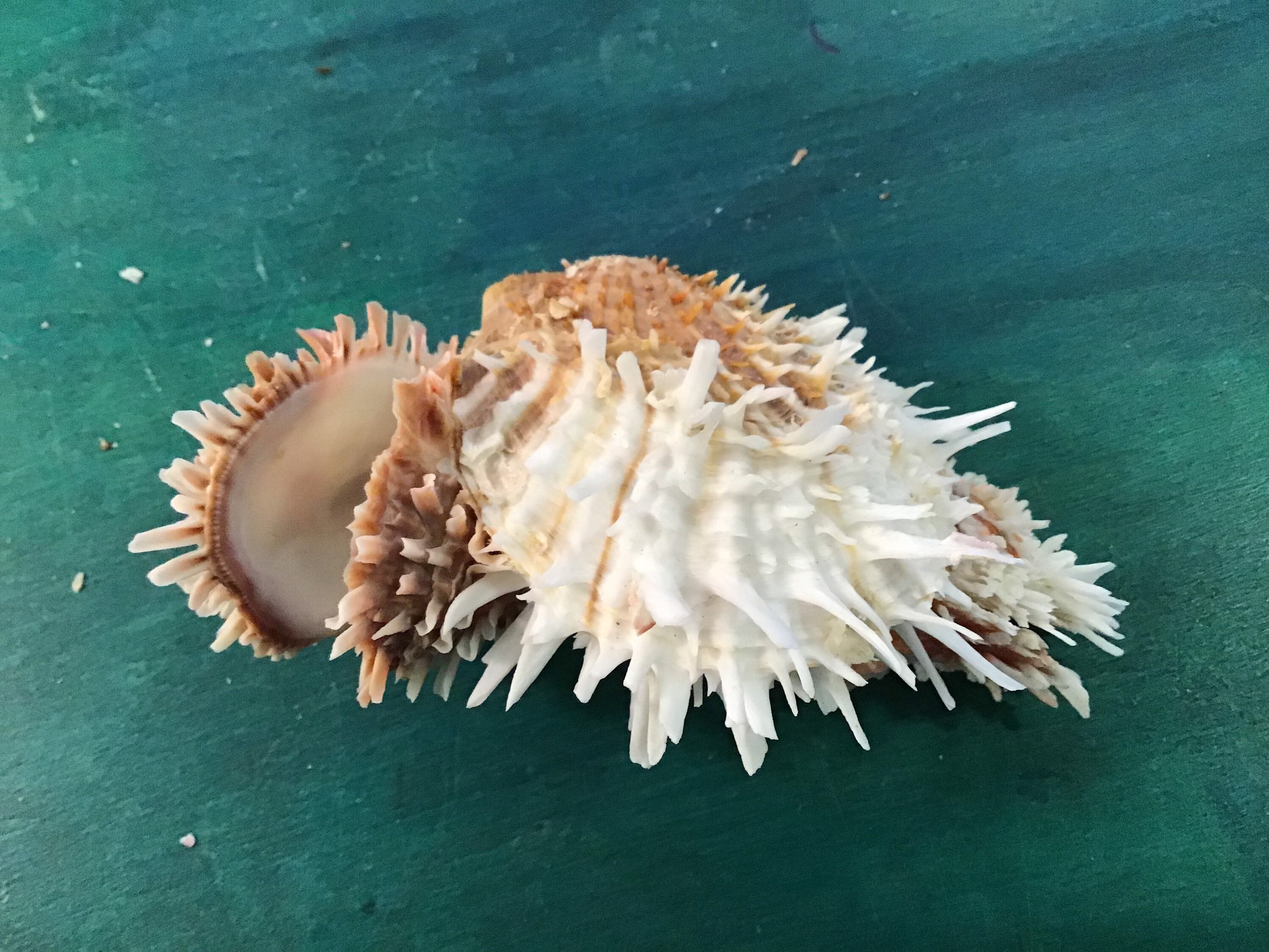 Vintage organic Spondylus cluster Seashell Shell Sea Rare Collector ...