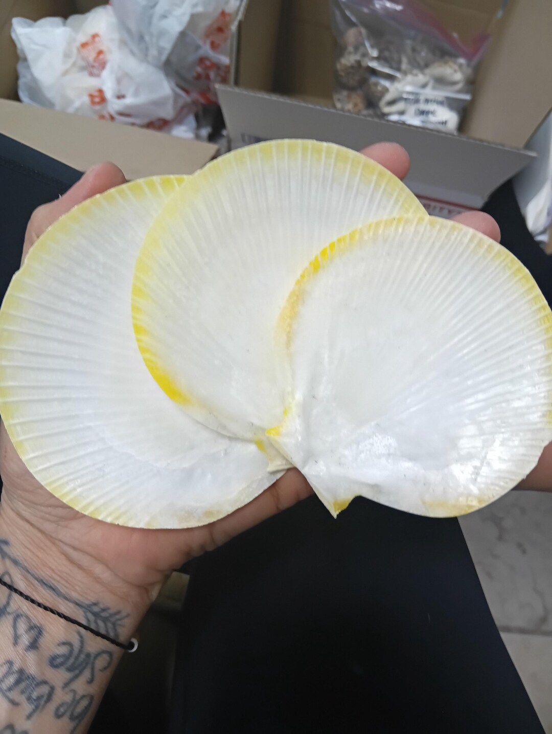 Yellow Asian Sun Moon Scallop - Etsy