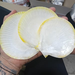 Yellow Asian Sun Moon Scallop - Etsy